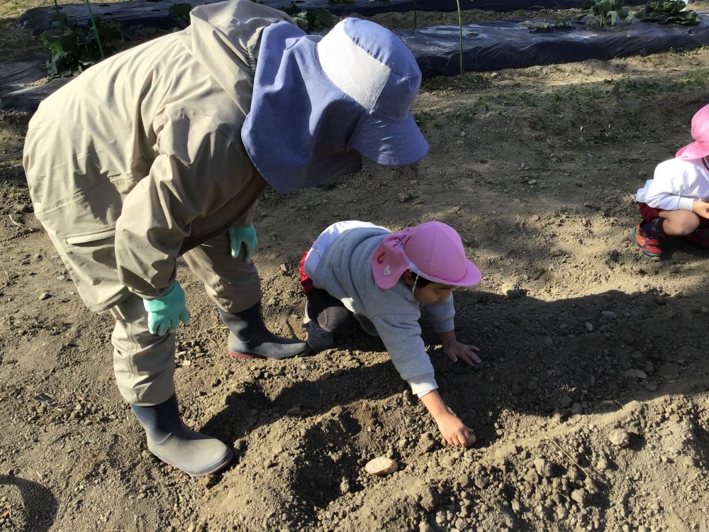 種芋植え（3歳児 4歳児） | いなばこども園