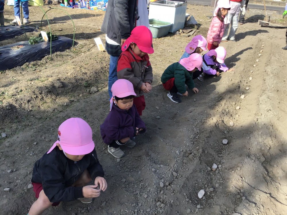 種芋植え（3歳児 4歳児） | いなばこども園